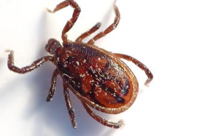 Diagrama De Bacterias Da Doenca De Lyme Lyme Disease | Concise Medical